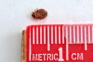 Professionelle Bettwanzenbekämpfung | langfristig & effektiv